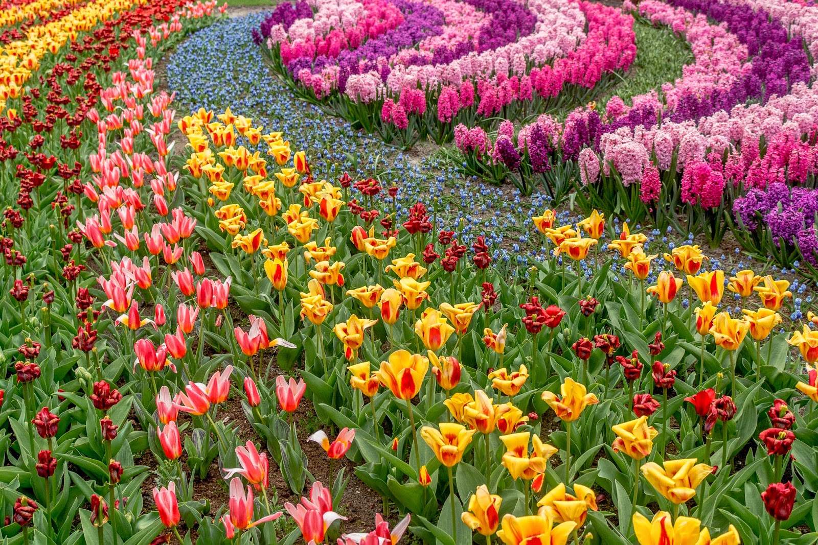 Lost in... Flower Land (Keukenhof) | The Flying Dutchwoman