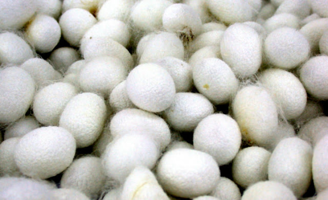 ASÍ SE HACE LA SEDA