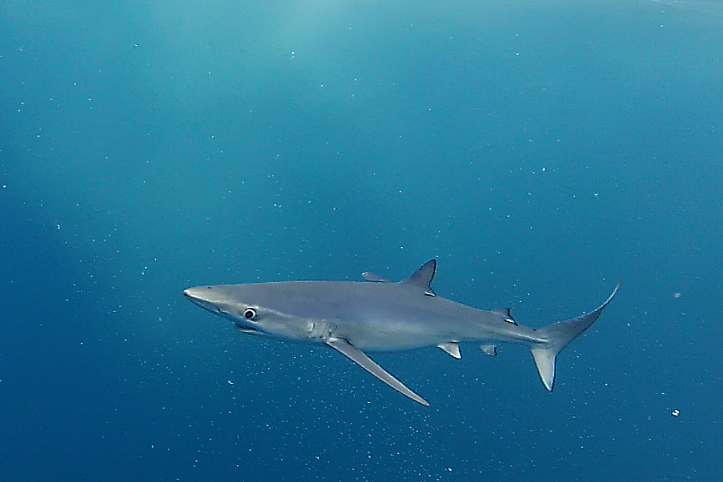 Naturaleza Cantábrica: Tiburones en el Cantábrico