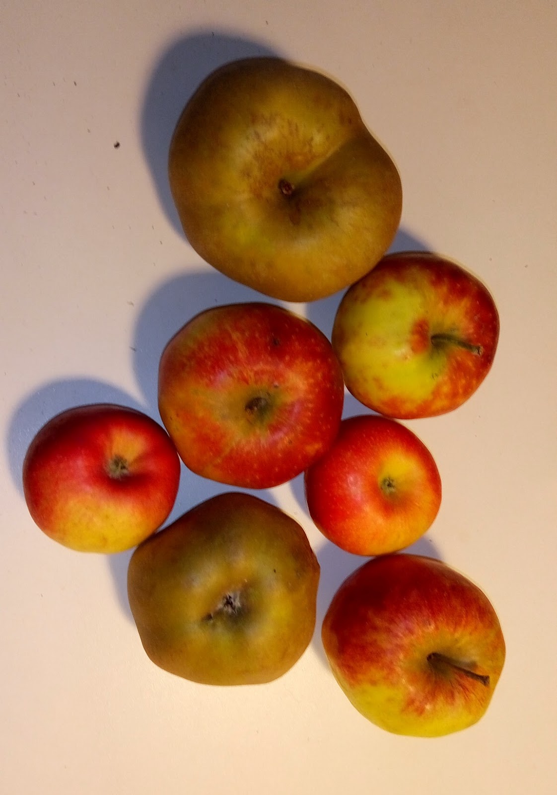 Llavors-Semillas-Seeds: Llista de varietats de fruiters que disposen de ...