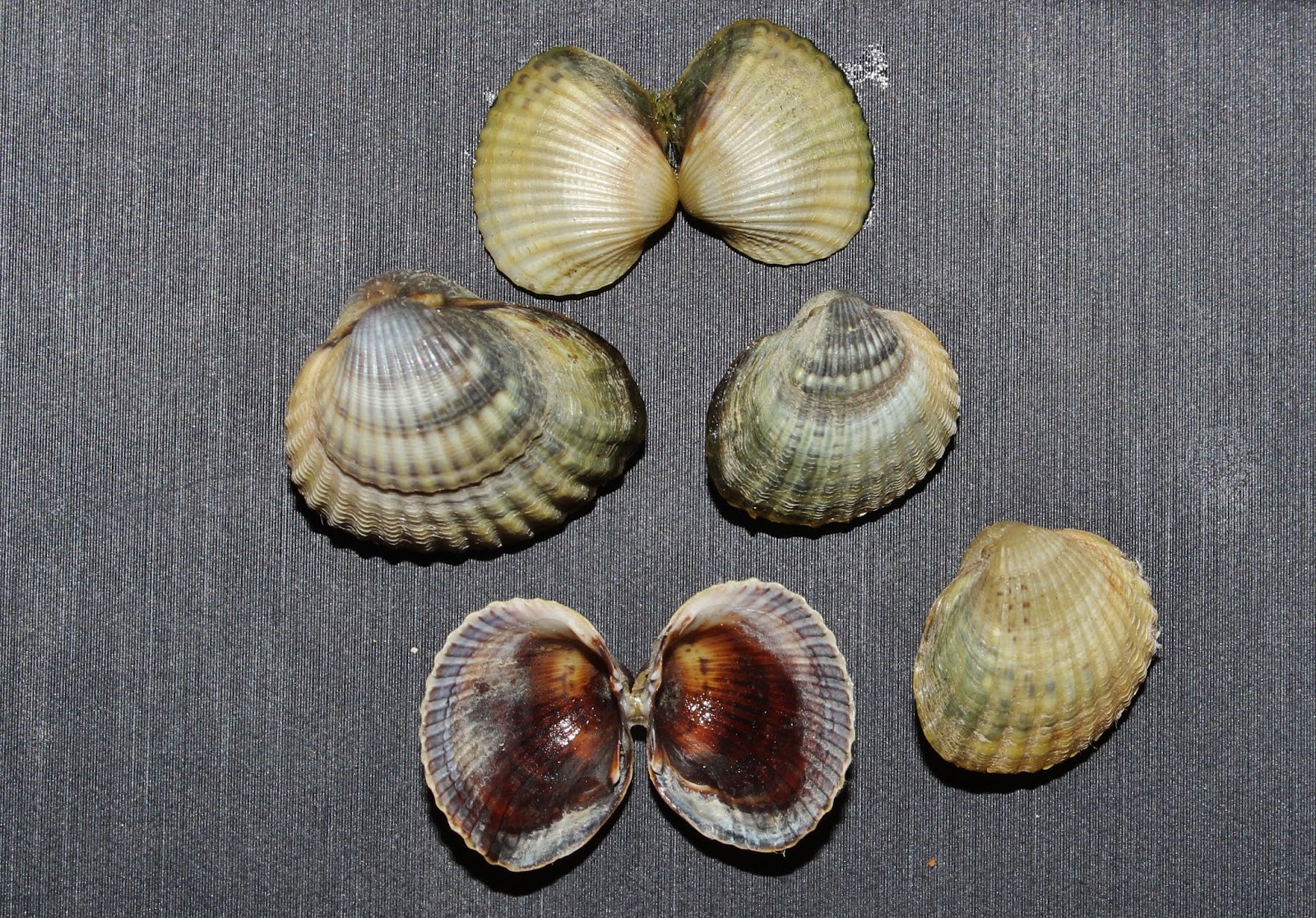 Biodiversity of Cyprus by NGO Protection of the Natural Heritage and ...