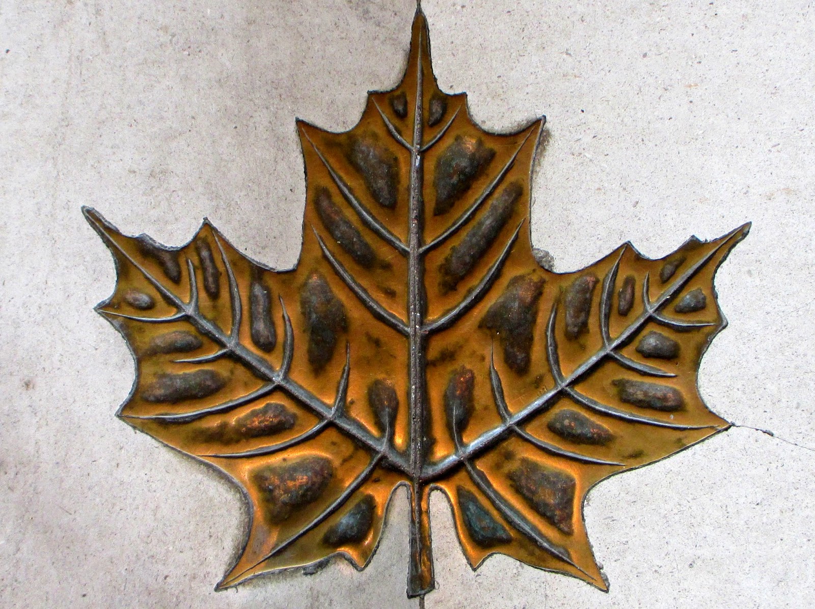 Today Around Coventry: Maple Leaf