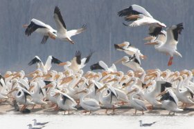 World Bird Sanctuary: White Pelican Migration