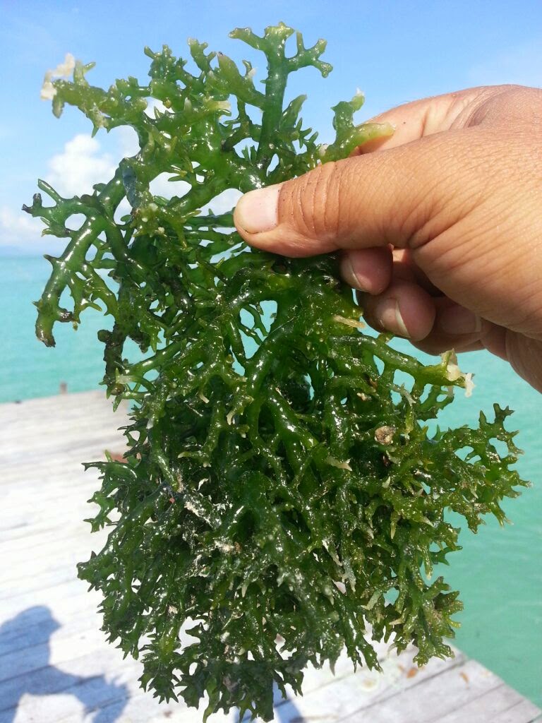 Rumput Laut Indonesia: Berkunjung ke Petani Rumput Laut di Pulau Bum ...