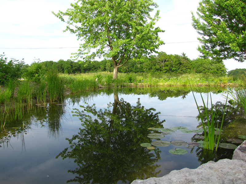 Restoring The Landscape With Native Plants: Design and Construction of ...