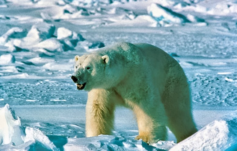 Fieggentrio: 5 verschillen tussen de Noord- en Zuidpool.
