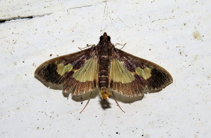 Birdernaturalist: Some Jamaican Moths
