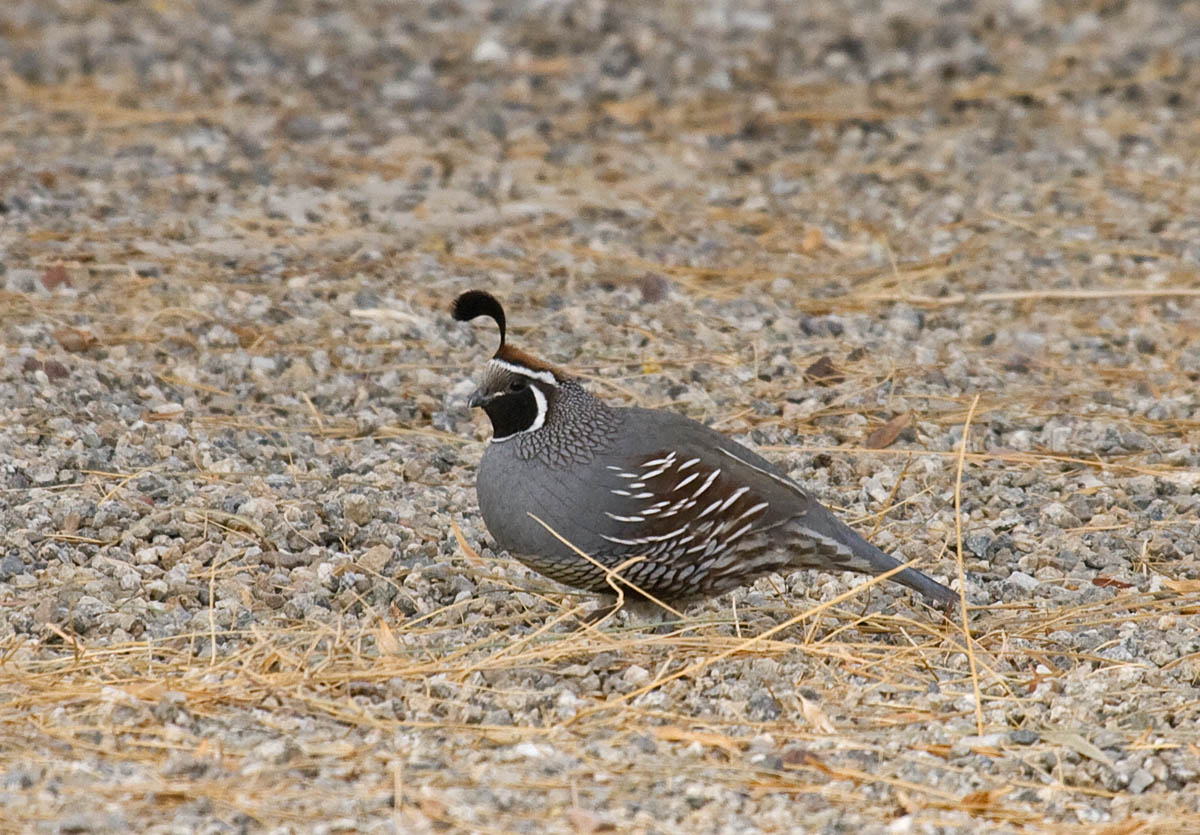 ID: Hybrid California x Gambel's Quail - Greg in San Diego