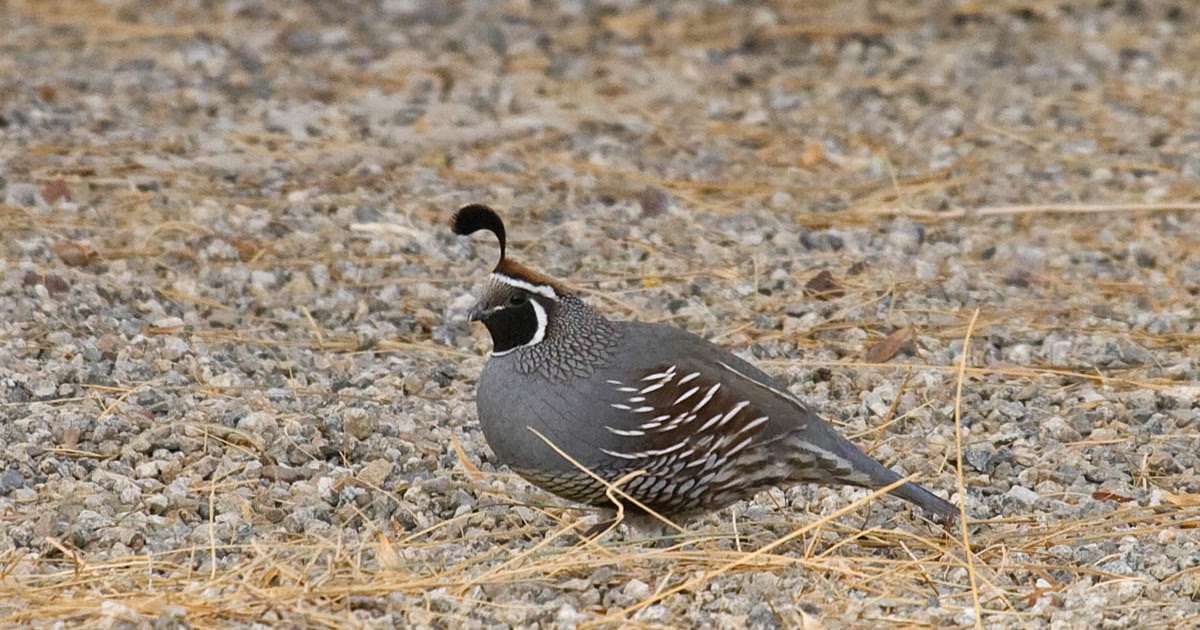 ID: Hybrid California x Gambel's Quail - Greg in San Diego