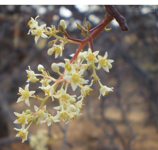 JARDINS DO CORAÇÃO!!: Umbuzeiro. Árvore de fruto sagrado!