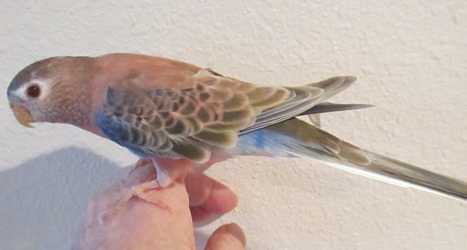 The Splendid Bourke Bird Blog: Pale Fallow or blue-edged Cream Bourke ...