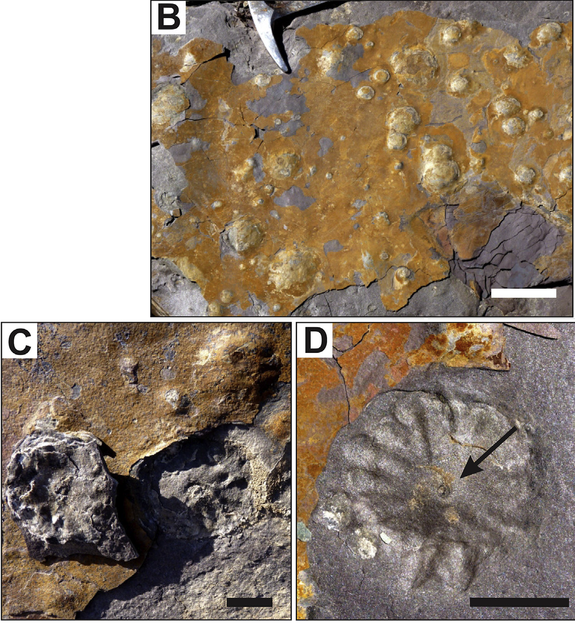 Sciency Thoughts: Putative discoidal fossils from the Ediacaran of ...
