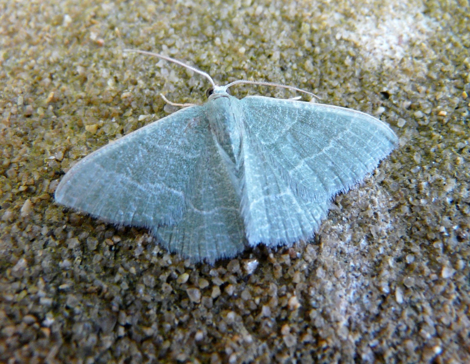 birdingexmouth: French Moths