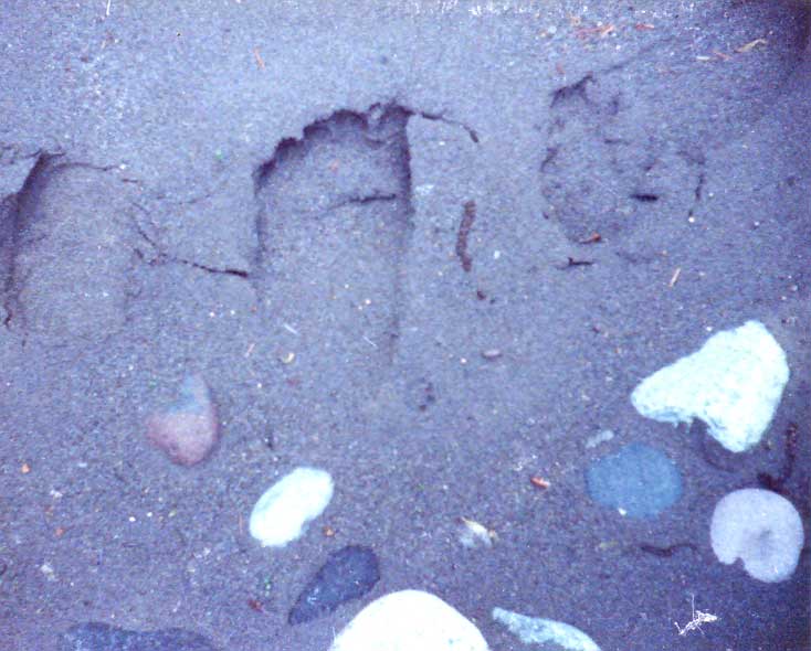 Sasquatch Tracks: Pictures of Sasquatch Tracks and Casts