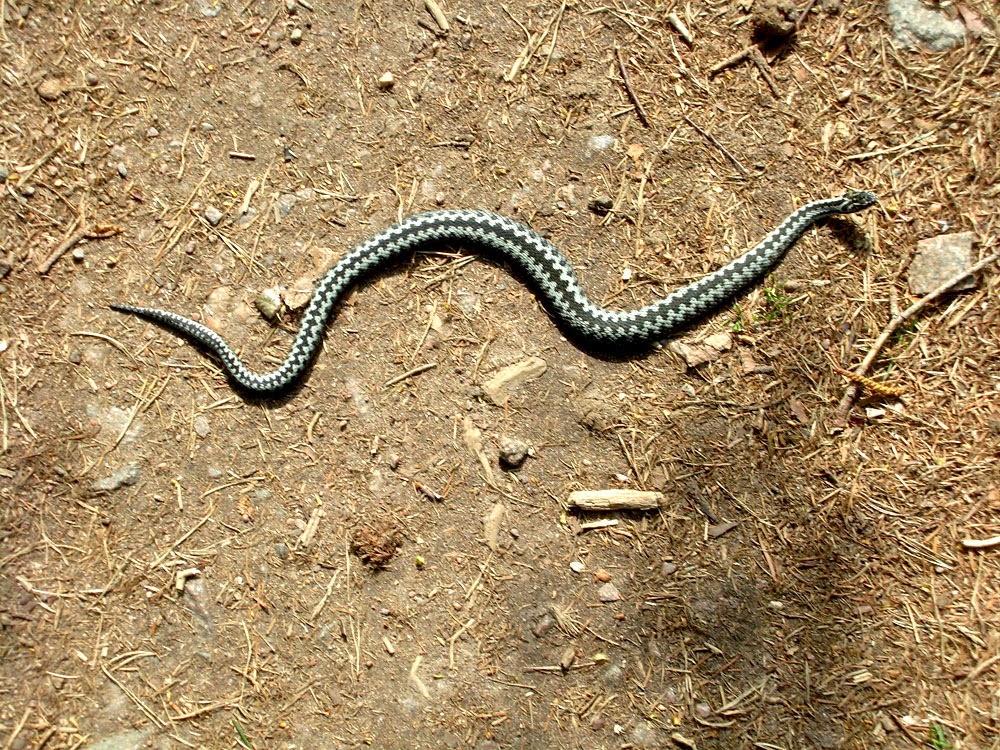 Åsa Erlandsson: Huggorm?