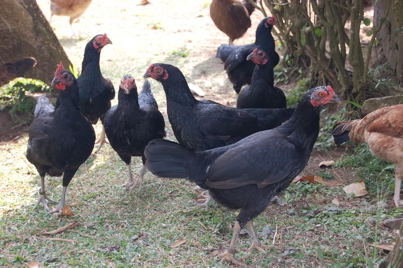 Fighting Rooster: ASIL Breeders in the Philippines