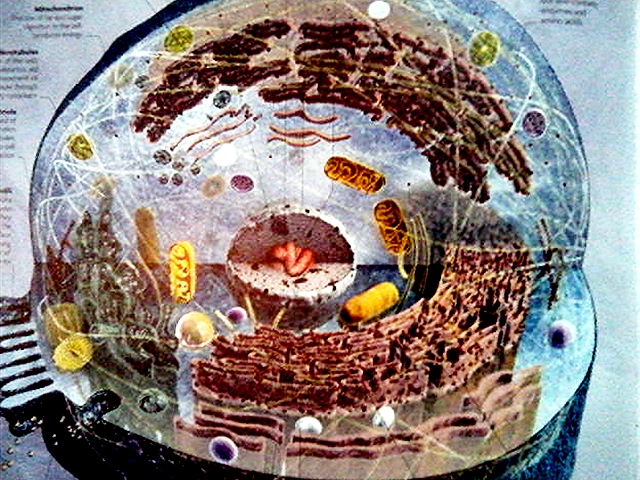 Realistic Animal Cell