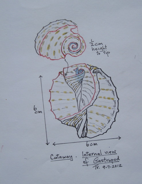 biomathcraft: Internal Structure of Seashells