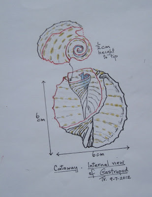 biomathcraft: Internal Structure of Seashells