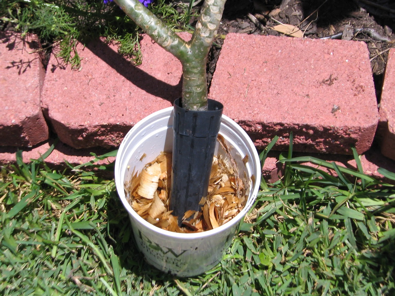 Plumeria Care and Propagation: Rooting with the Texas Two-Step