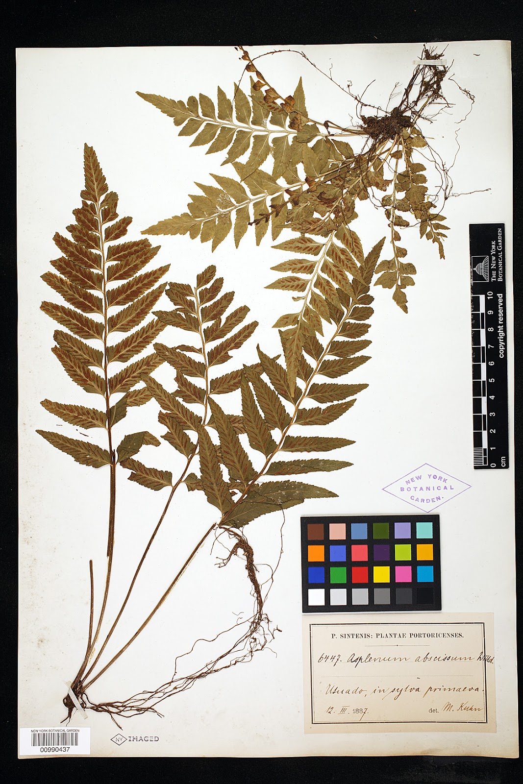 FAMILIA DE HELECHOS EN PUERTO RICO: ASPLENIACEAE ASPLENIUM Y HEMIDICTYUM