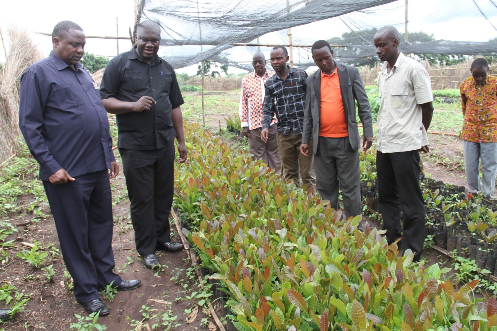 GWIJI LA MATUKIO RUVUMA: MADABA WAZINDUA MPANGO MAALUM KILIMO CHA ZAO ...