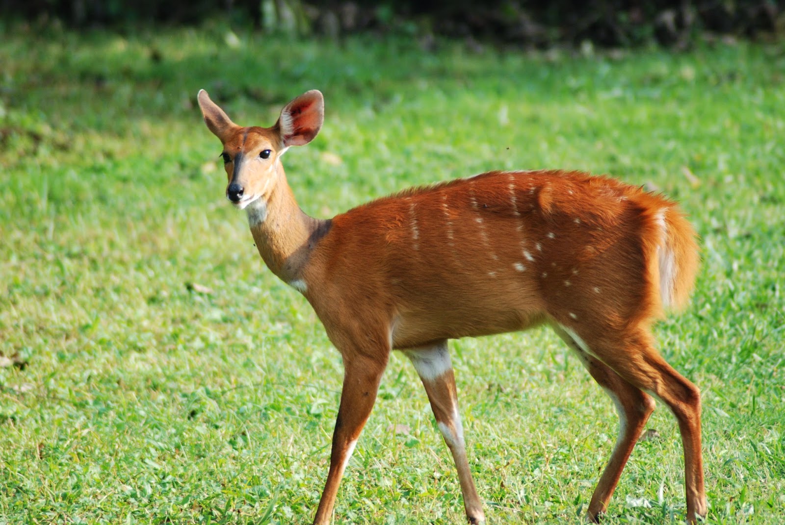 African Bushbuck Animals | Amazing Facts & Latest Pictures | All ...