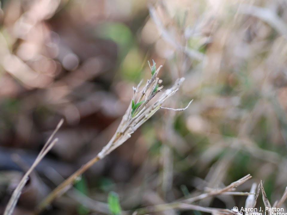 Purdue Turf Tips: Weed of the month for September 2013 is Nimblewill
