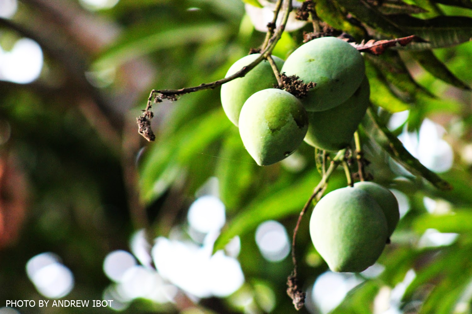 Ako si ANDREW IBOT!: Mangga ( Mango ) (Mangifera indica Linn.)