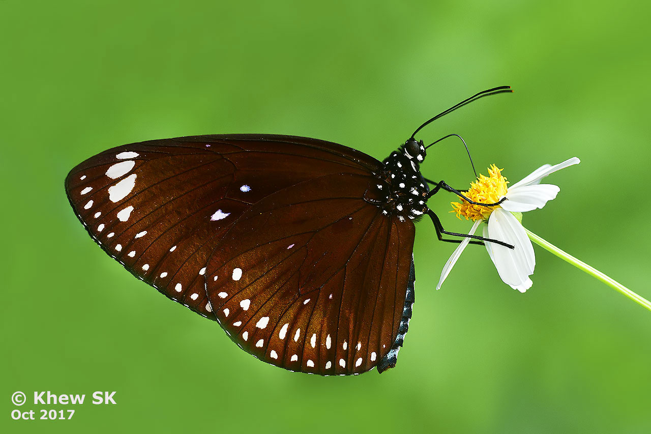 Butterflies of Singapore: Butterfly Photography at Our Local Parks ...