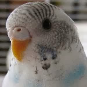 Parakeets: What every bird owner should know