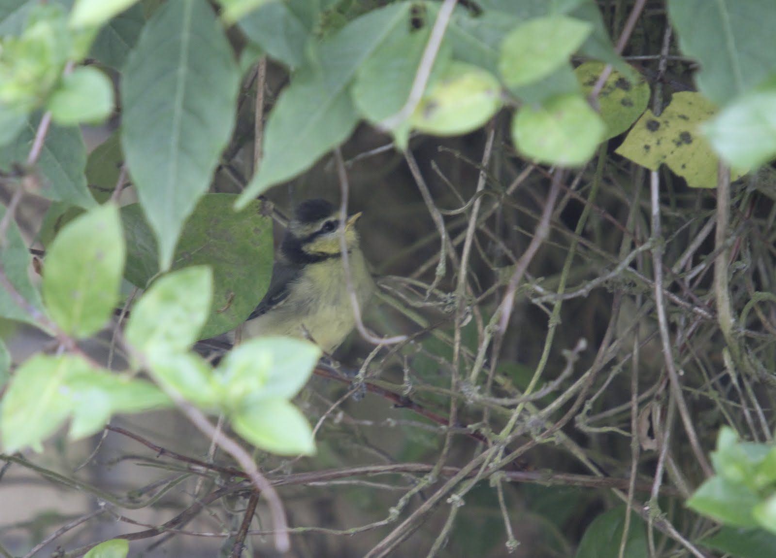 Lowestoft Birding: Fledged Birds