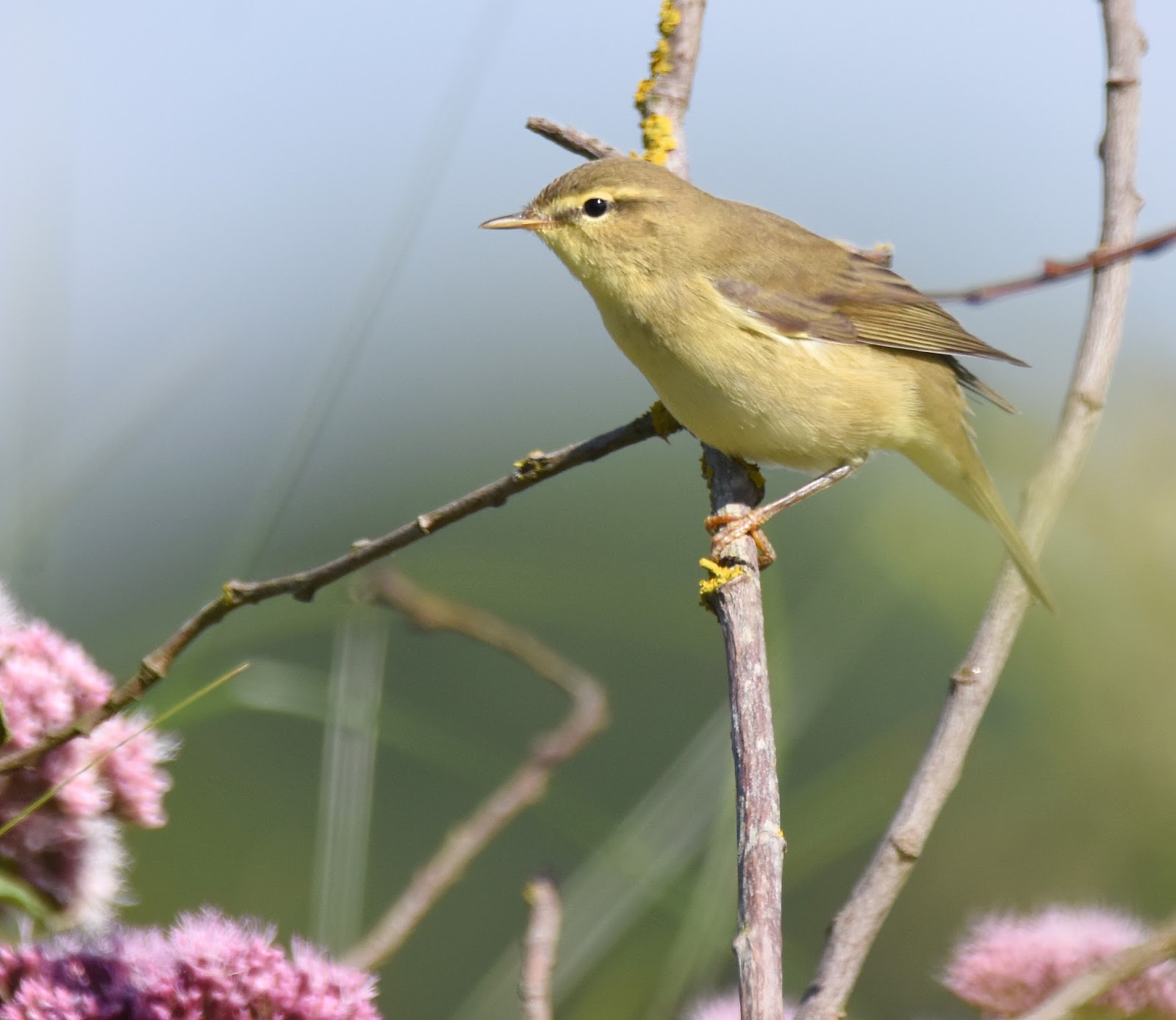 Carl Bovis Nature Photography: Lesser Whitethroat, other Warblers and ...