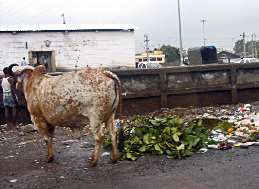 Stock Pictures: Stray Cattle in India