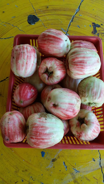 Warisan Petani: Jambu Bol : Tanam Sepokok Tak Habis Makan