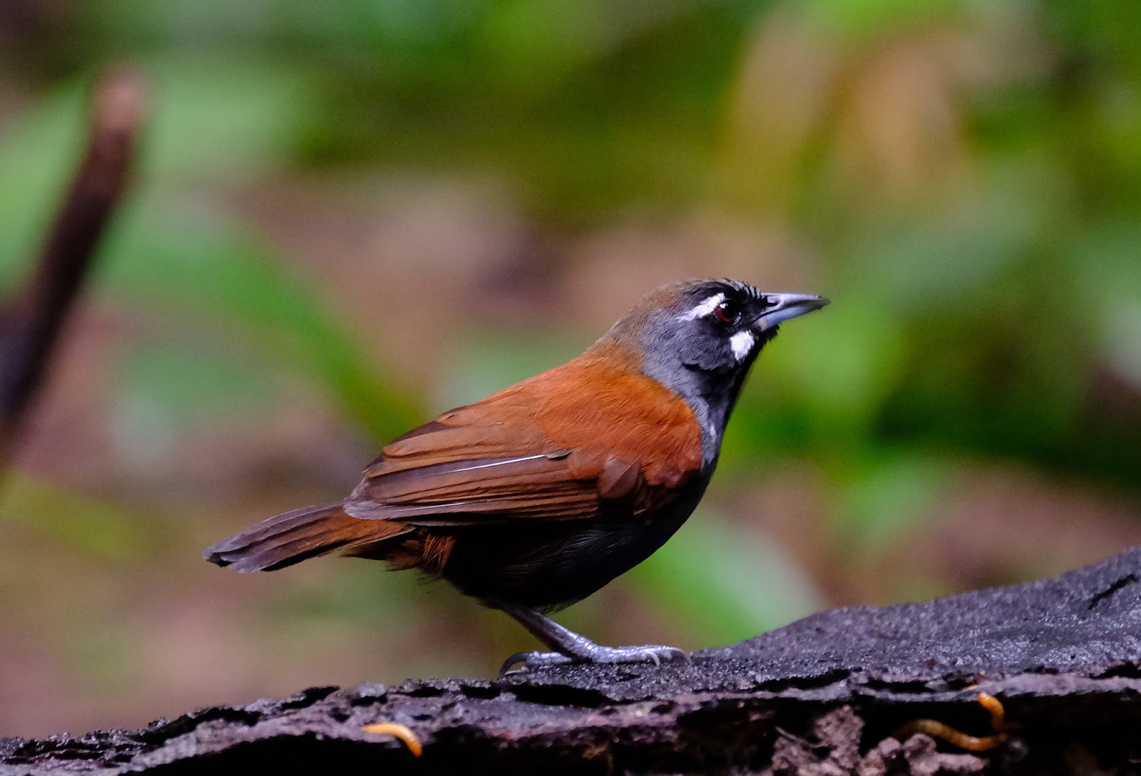 Mike is the name Birding is the game ( Birding in Malaysia - Malaysian ...