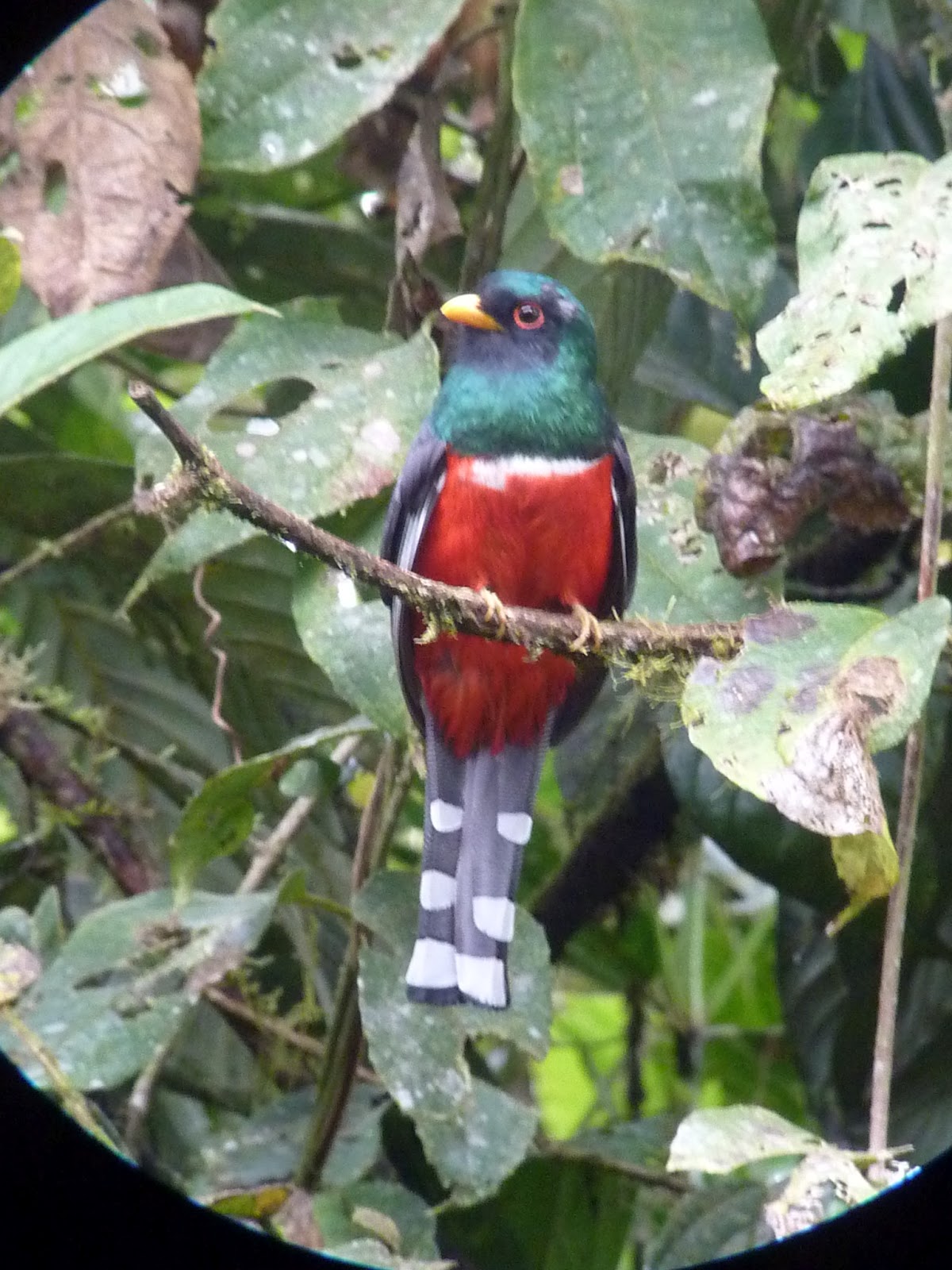 Mrad & Inge's 60+ Ecuador - Mindo (Birds + Orchids): Mindo - Birding ...