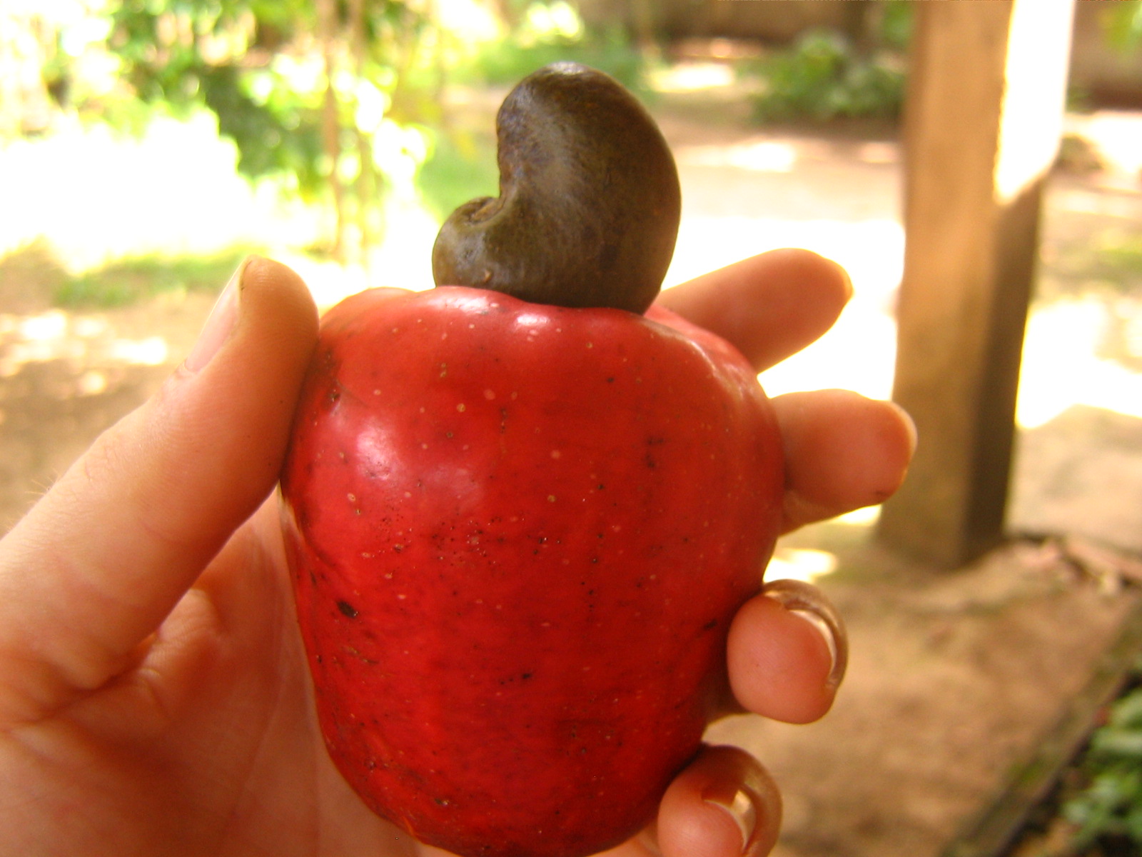 Siempre será primavera: Castaña de cajú o anacardo