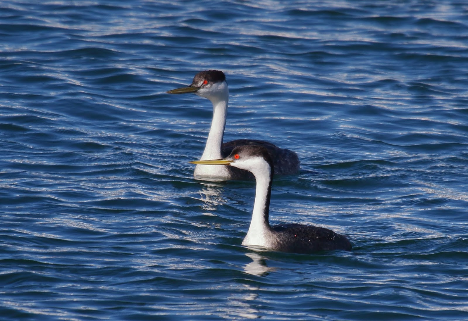 Western Grebes in San Diego Bay - Greg in San Diego