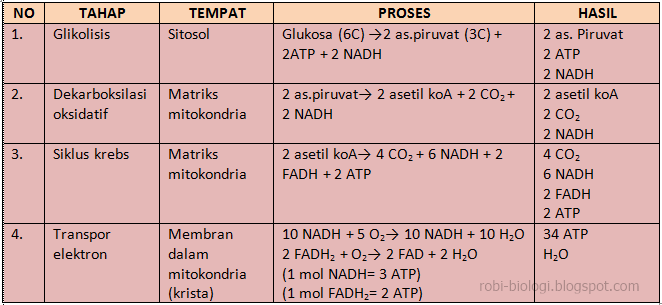 KATABOLISME - BELAJAR BIOLOGI