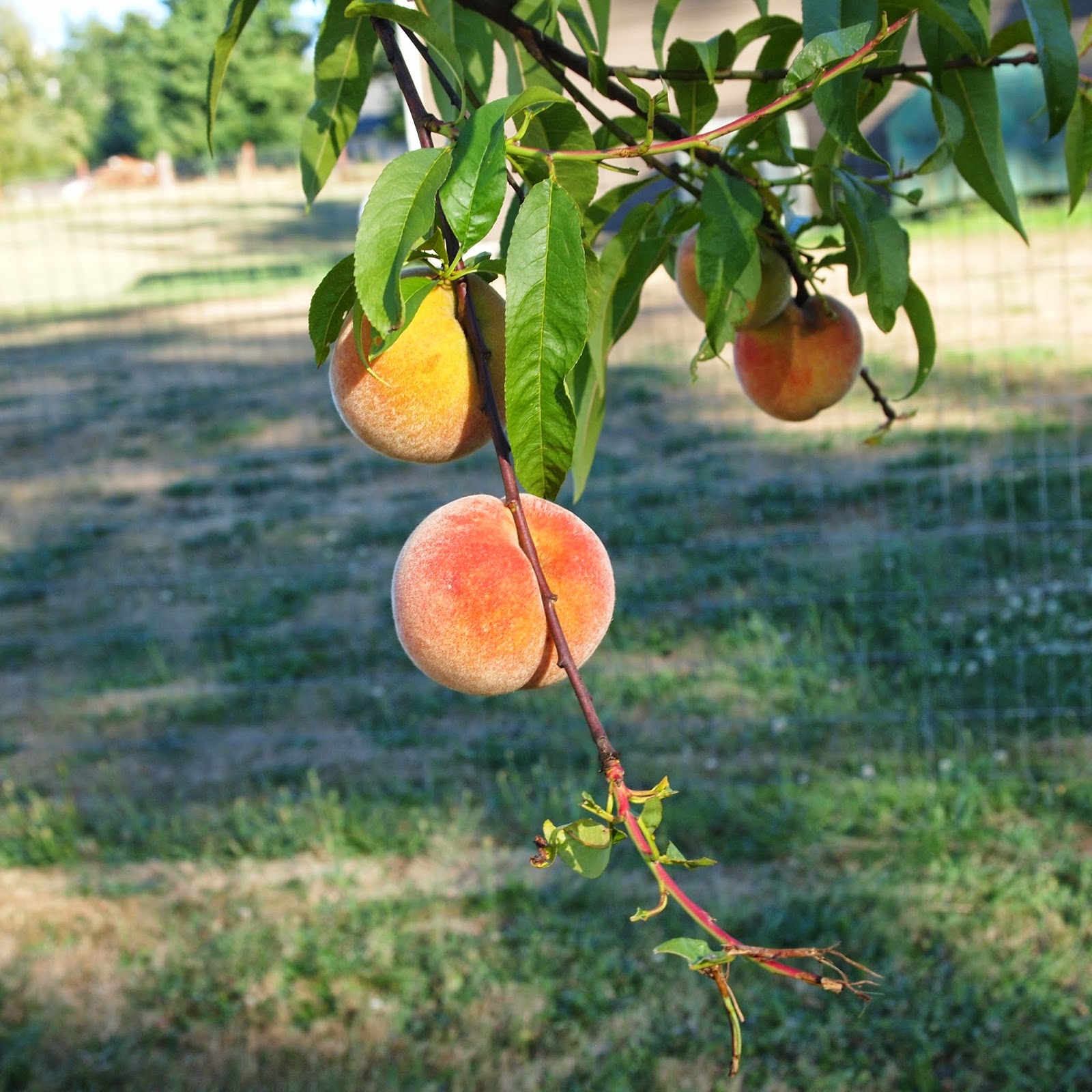 The Alchemist: Fresh Peach Cobbler with a Biscuit Crust