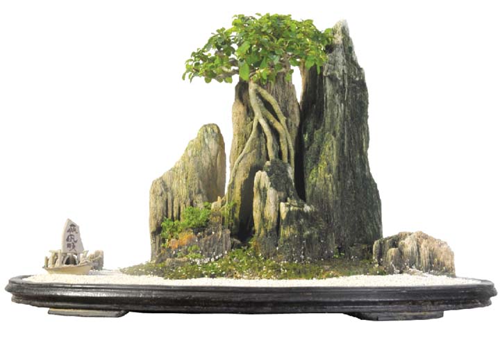 Bonsai Haven: BONSAI STYLE: ROCK CLASPING