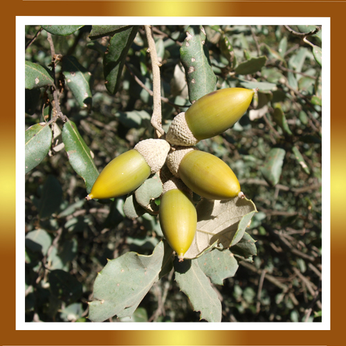 Guía del Plantabosques: LAS ENCINAS