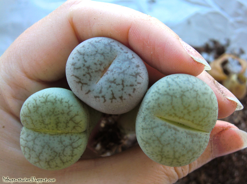 Lithops Stories: Lithops experiment part 1 (7 pics)