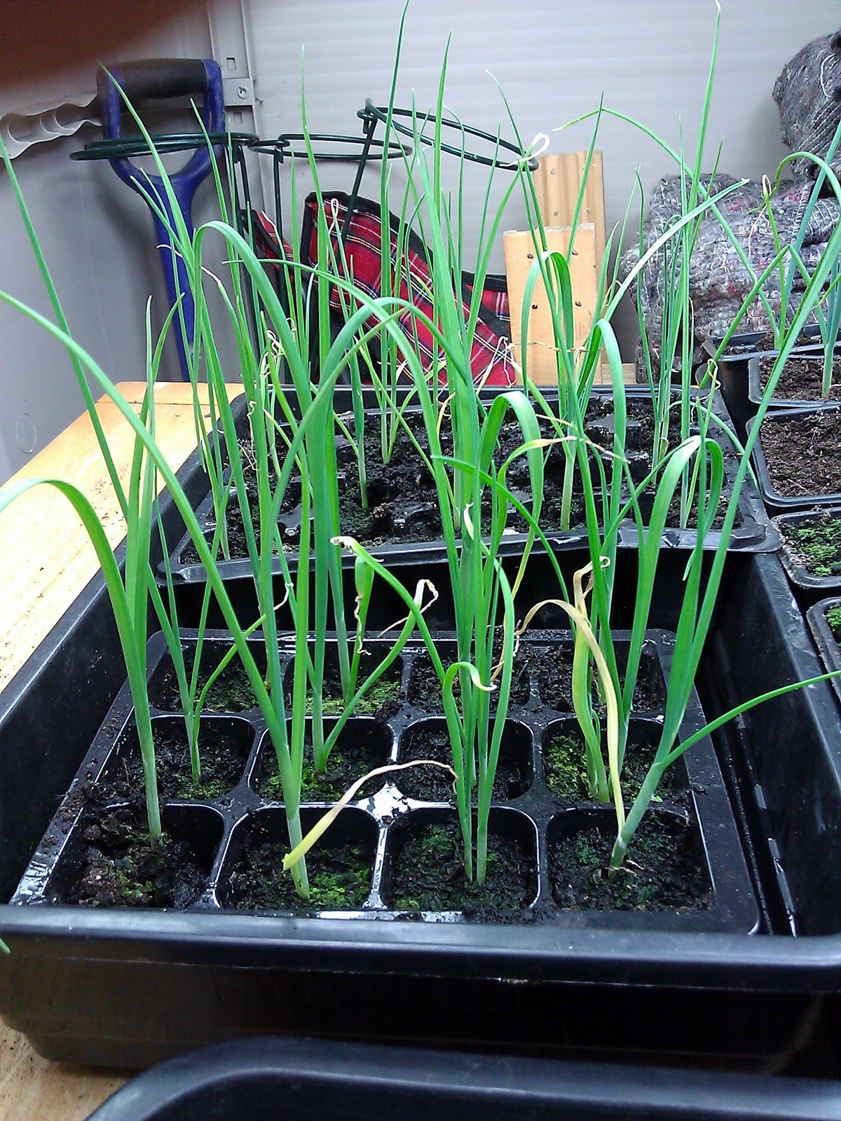 PAULS ALLOTMENT DIARY: More on Leeks and Leek Grass