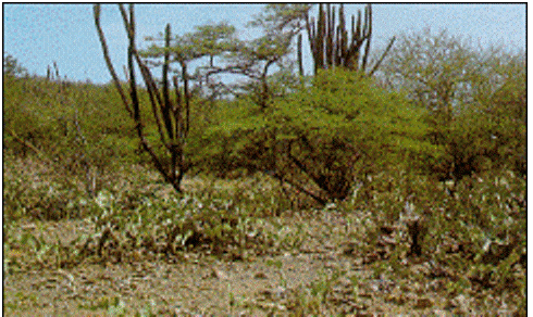 Biodiversidad en Venezuela ( Bosques Xeròfilos)