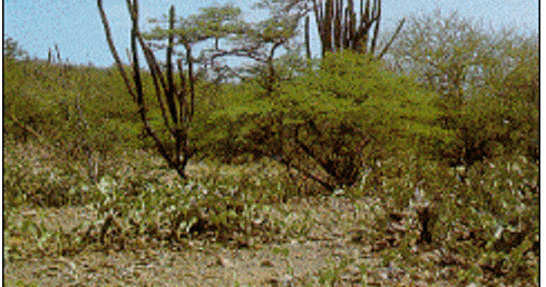 Biodiversidad en Venezuela ( Bosques Xeròfilos)