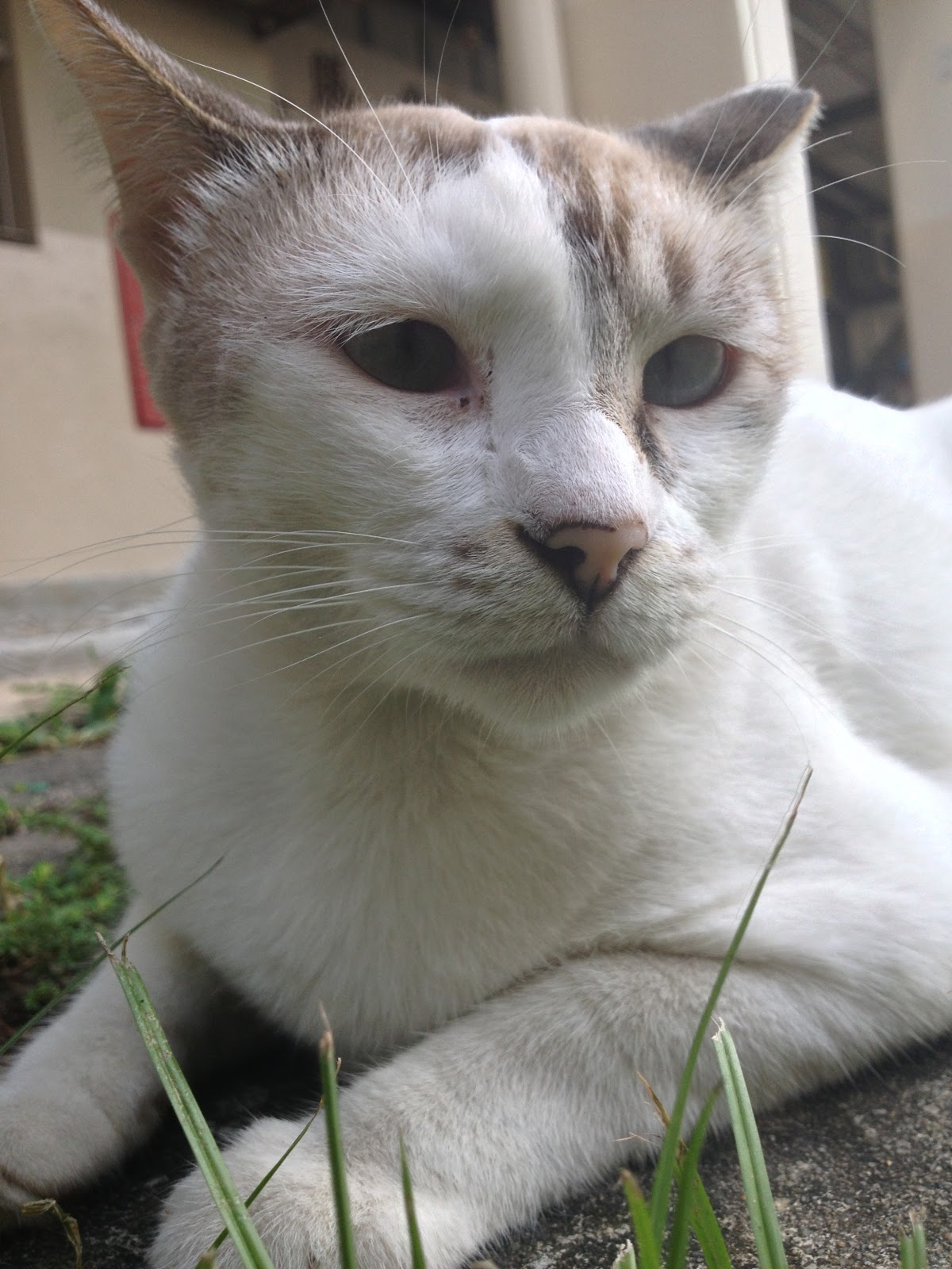 Singapore Community Cats: A beautiful community cat with a mild visual ...