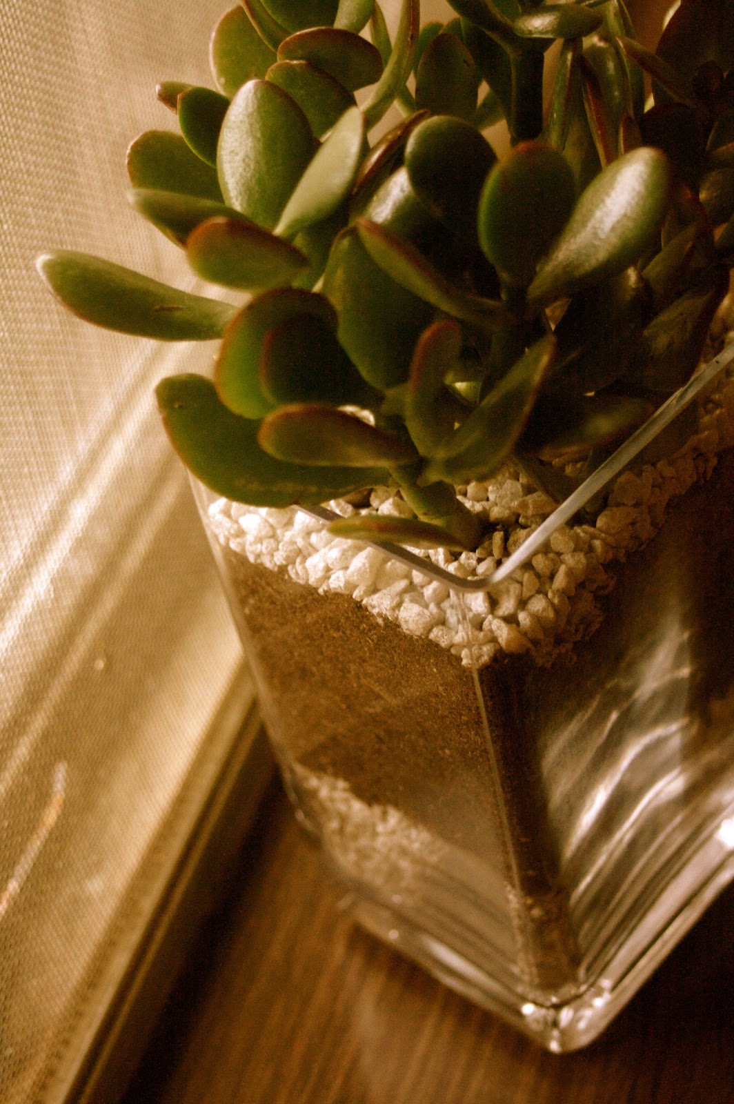 DIY Project: Pinterest Terrarium