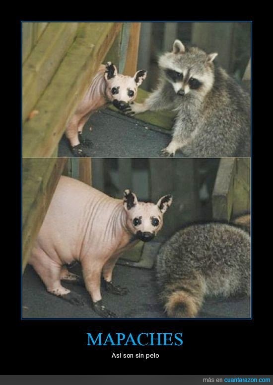 Consejos de belleza para mapaches. Fotos. | Potiholic.com blog de salud ...